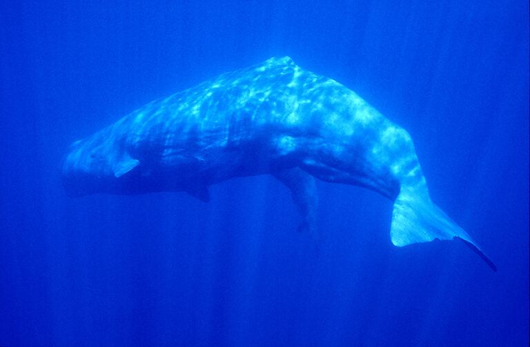 Cachalote (Physeter macrocephalus)